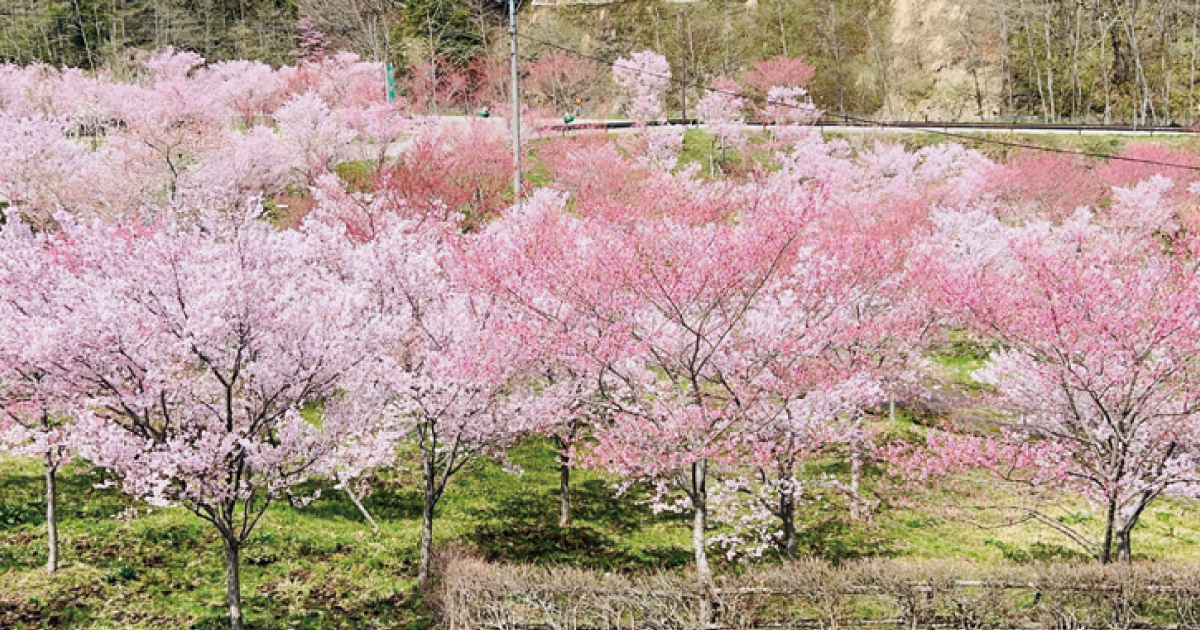 春うらら、平湯の春を満喫する。 - BLESS mag.